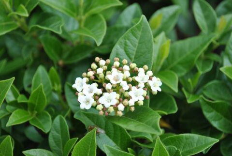 Características y cuidados del Viburnum tinus (durillo) - Centro de ...