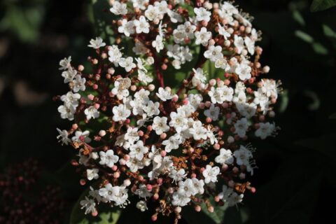 Características y cuidados del Viburnum tinus (durillo) - Centro de ...